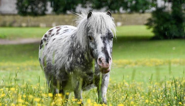 The Miniature Pony Centre - iVisit