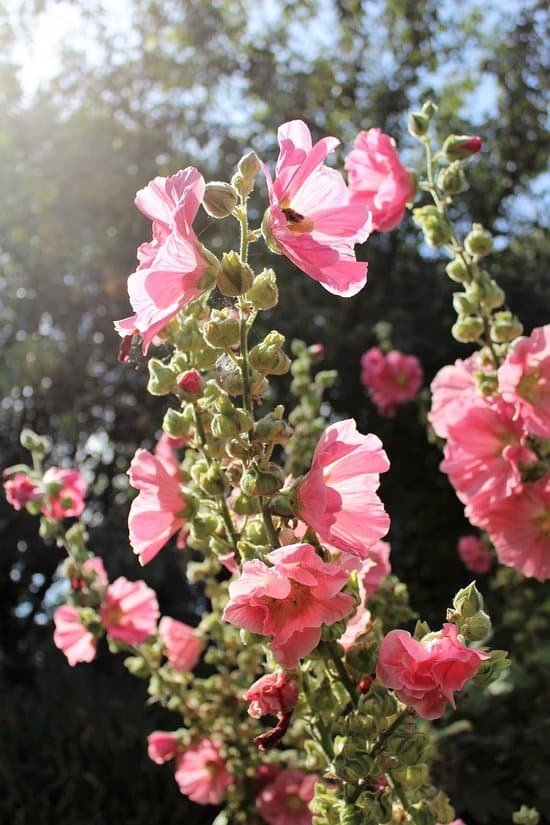 Highdown Gardens - iVisit